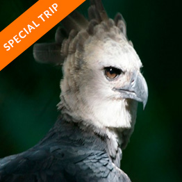 Birdwatching Tours Costa Rica | Birding Costa Rica | Bird Watching