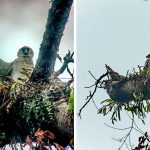 Birdwatching Tours Costa Rica | Birding Costa Rica, Bird Watching